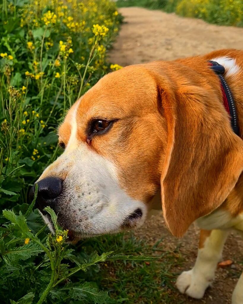 Trucos para estimular el olfato del perro Beagle - Beagle Spain - Tu ...