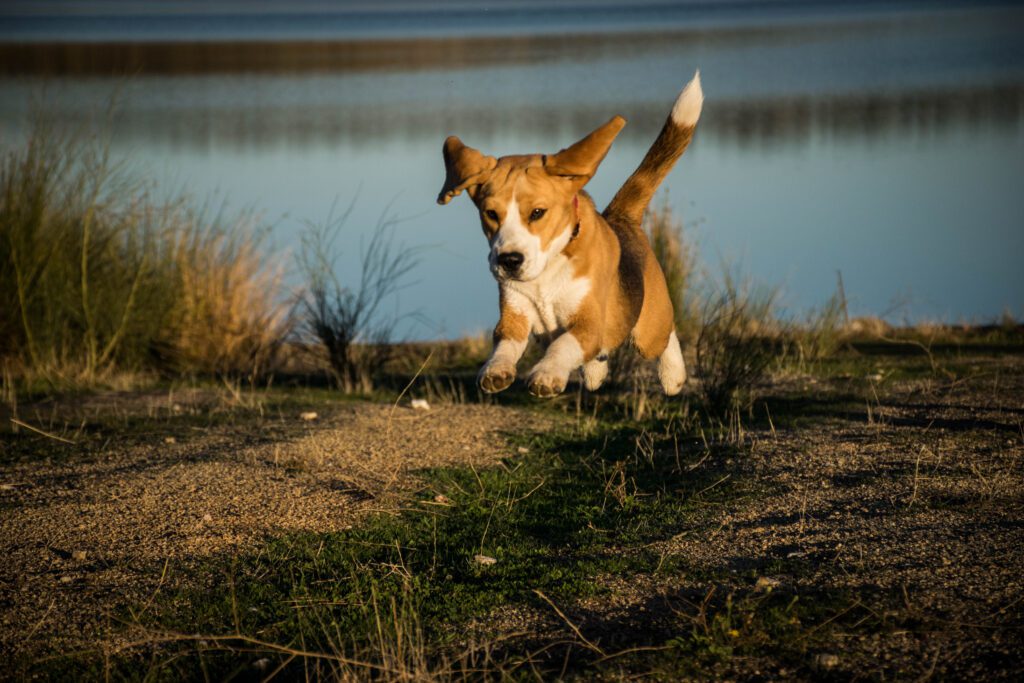 Toda la Información sobre el Beagle - Beagle Spain - Tu Web y Tienda de ...