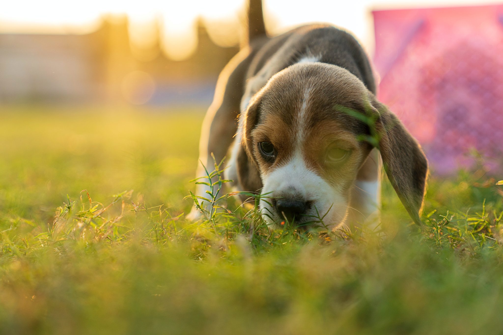 Comunidad Beagle Spain - Beagle Spain - Tu Web y Tienda de Beagle