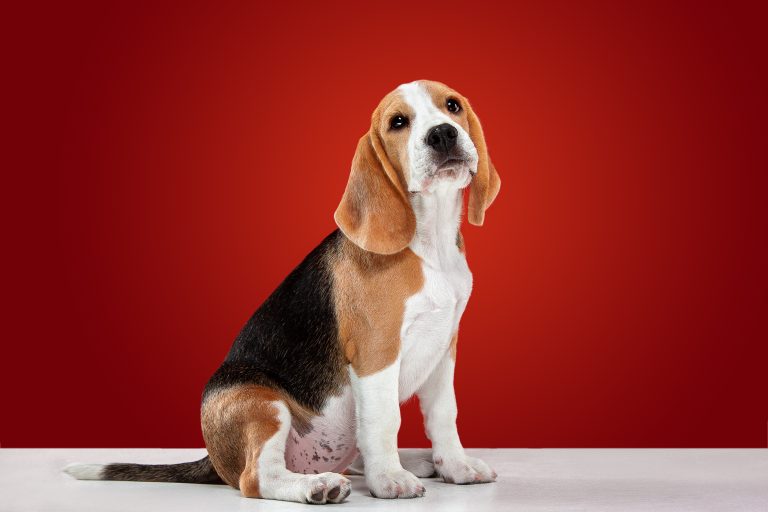 Comunidad Beagle Spain - Beagle Spain - Tu Web y Tienda de Beagle