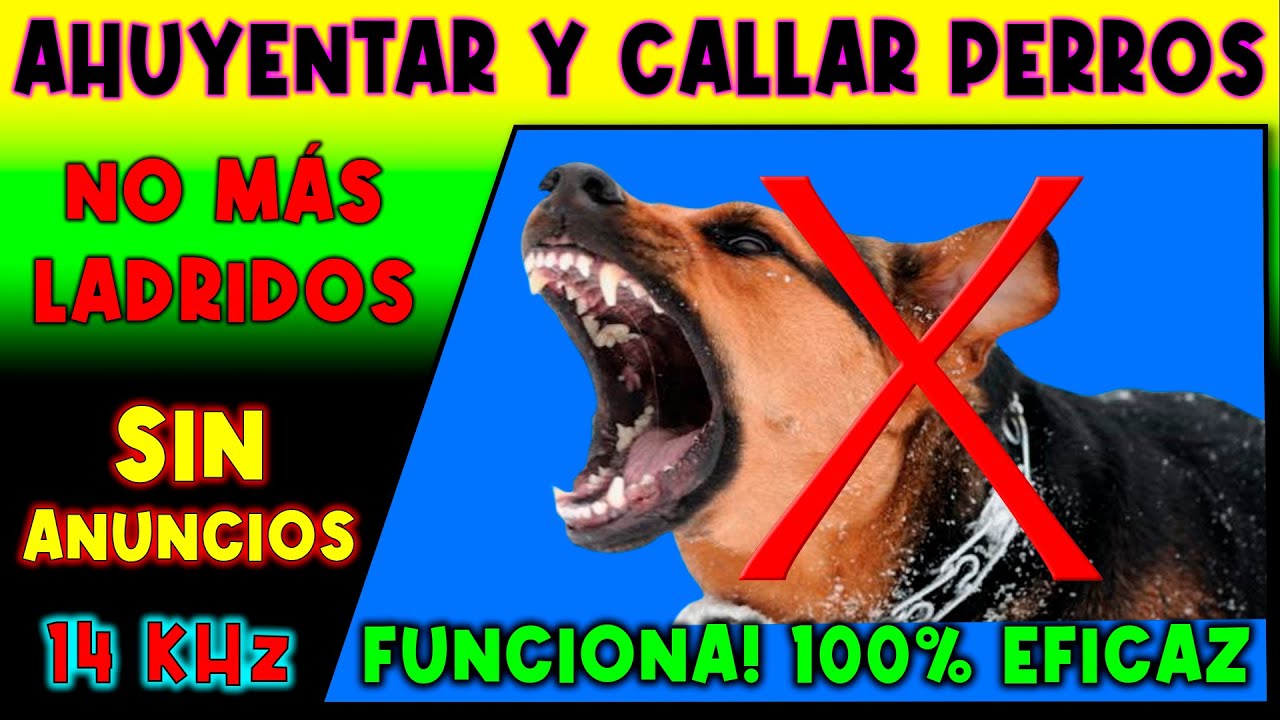 ¿Cómo callar a un perro que ladra? - Beagle Spain - Tu Web y Tienda de ...