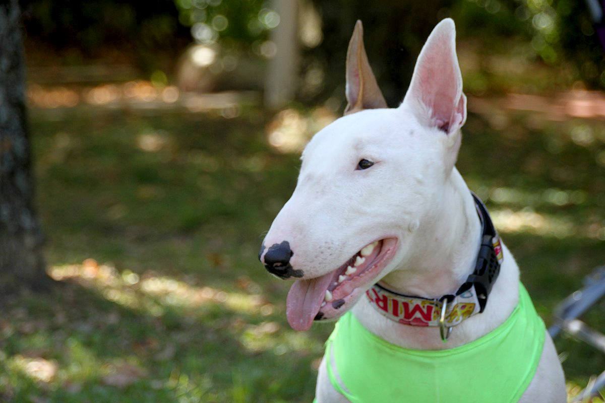 ¿Cómo calmar a un Bull Terrier? - Beagle Spain - Tu Web y Tienda de Beagle