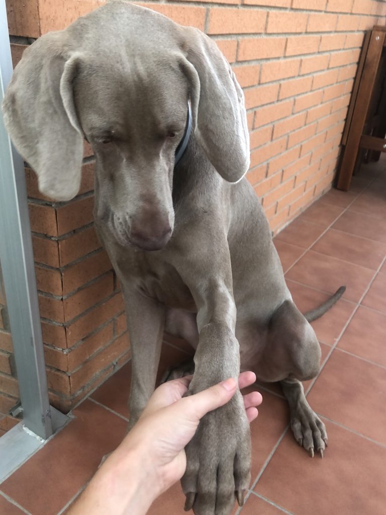 ¿Cómo cansar a un Weimaraner? - Beagle Spain - Tu Web y Tienda de Beagle