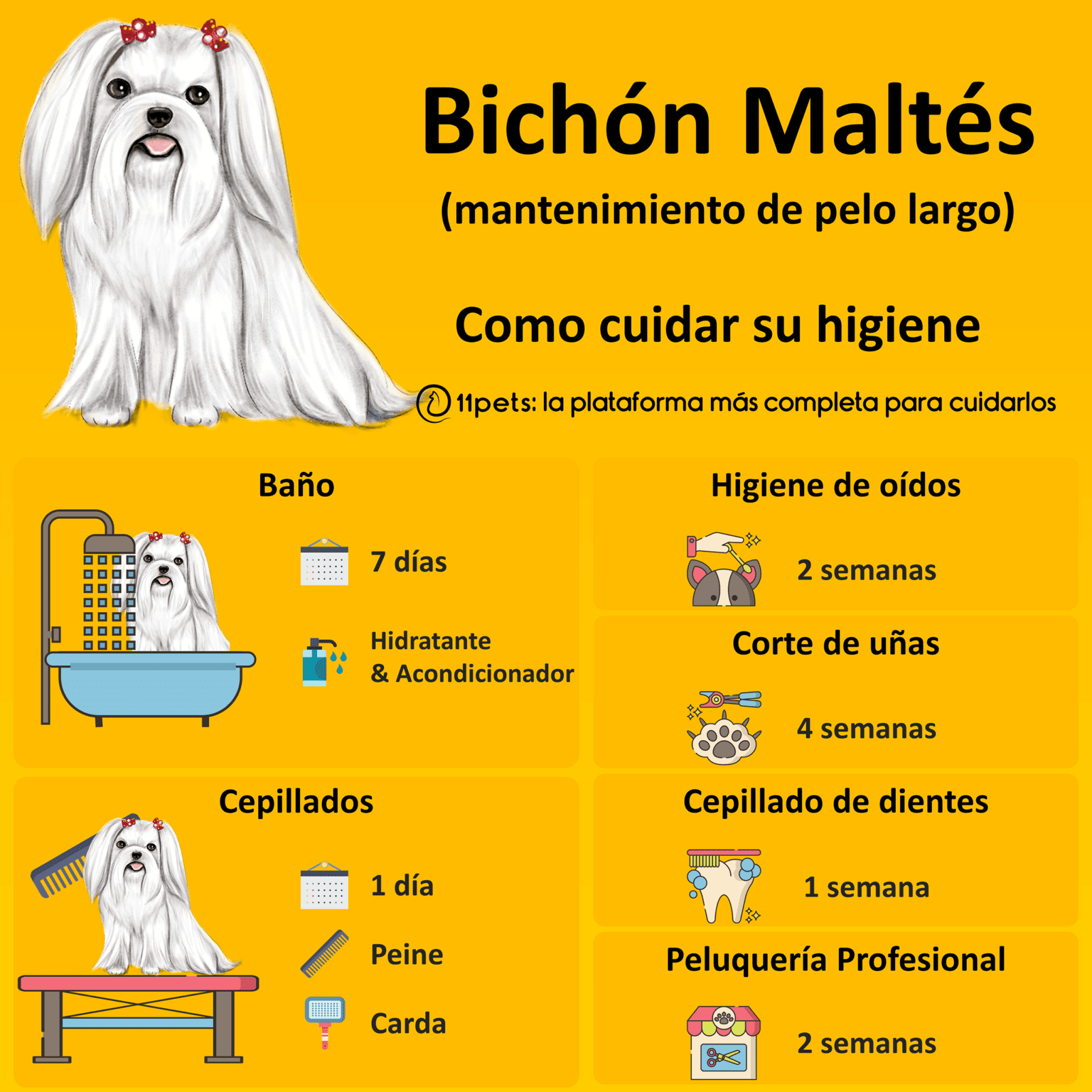 ¿Cómo se comporta el perro maltés? - Beagle Spain - Tu Web y Tienda de ...
