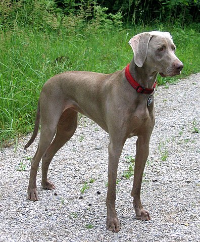 ¿Cómo cuidar a un perro weimaraner? - Beagle Spain - Tu Web y Tienda de ...