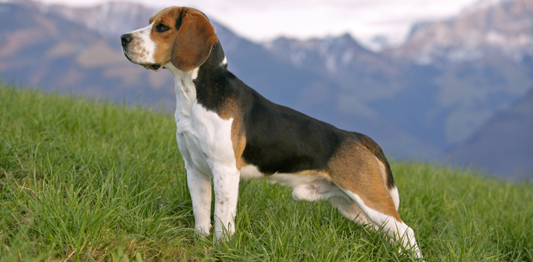 ¿Cómo es la raza beagle con los niños? - Beagle Spain - Tu Web y Tienda ...