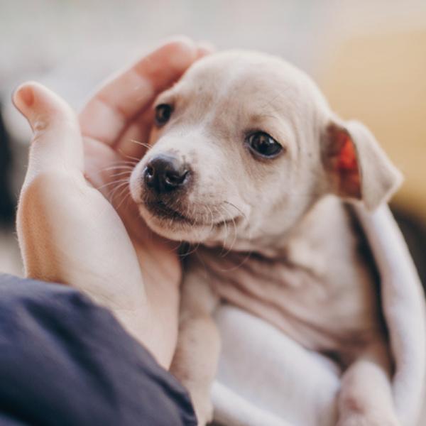 ¿Cómo es un perro Zaguate? - Beagle Spain - Tu Web y Tienda de Beagle