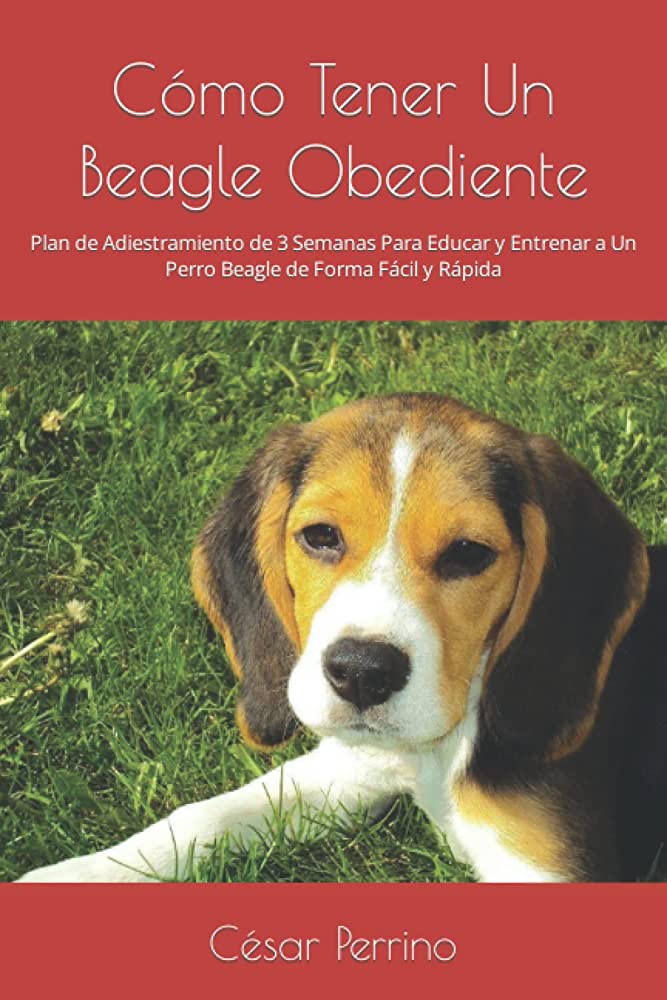 ¿Cómo hacer que un beagle te obedezca? - Beagle Spain - Tu Web y Tienda ...
