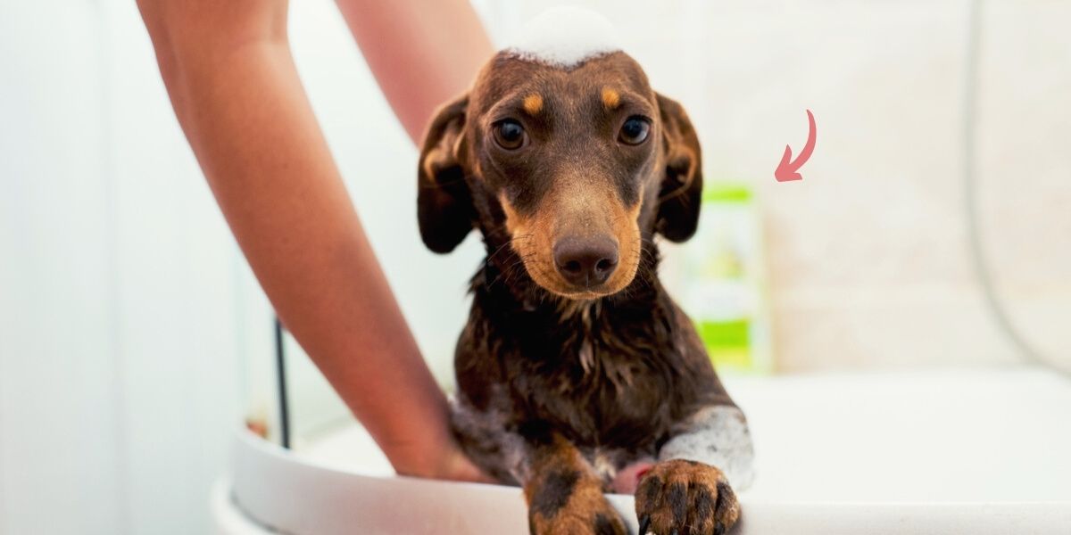 ¿Cómo mantener limpio a un perro sin bañarlo? - Beagle Spain - Tu Web y ...