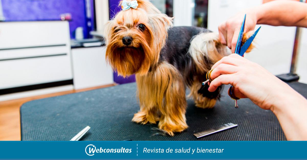 ¿Cómo saber si es un Yorkshire original? - Beagle Spain - Tu Web y ...