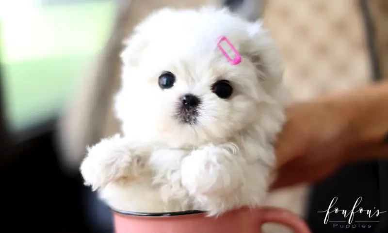 ¿Cómo saber si un bichón maltés es puro? - Beagle Spain - Tu Web y ...