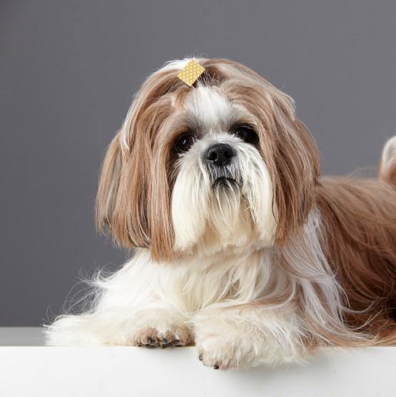 ¿Qué tan delicados son los perros Shih Tzu? | Beaglespain.com