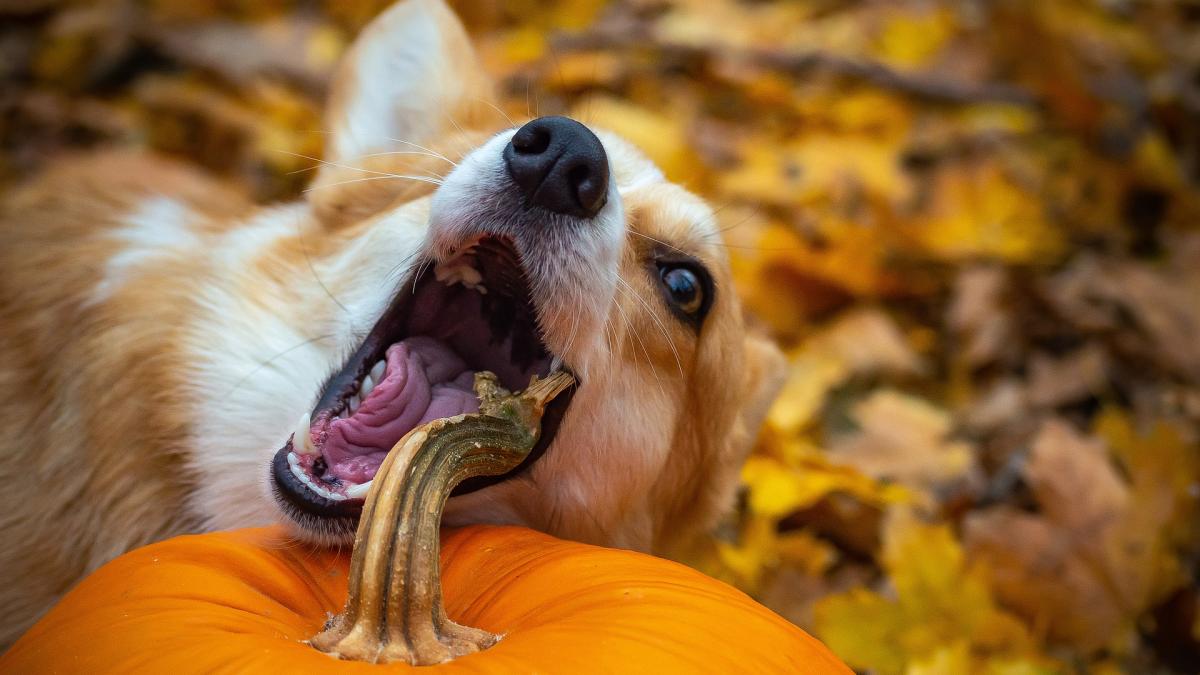 ¿Cómo se le da el brócoli a los perros? - Beagle Spain - Tu Web y ...