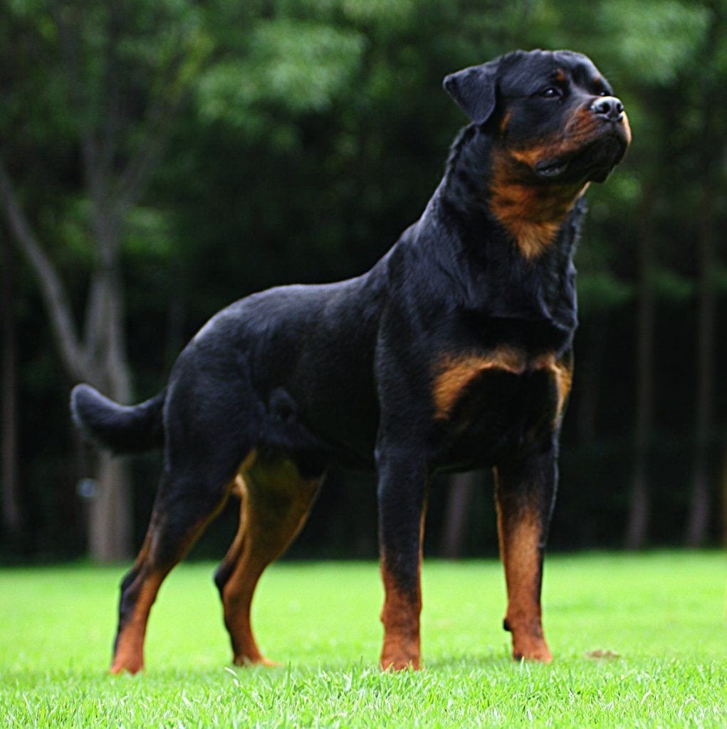 ¿Cómo se llama cuando le cortan las orejas a un perro? - Beagle Spain ...