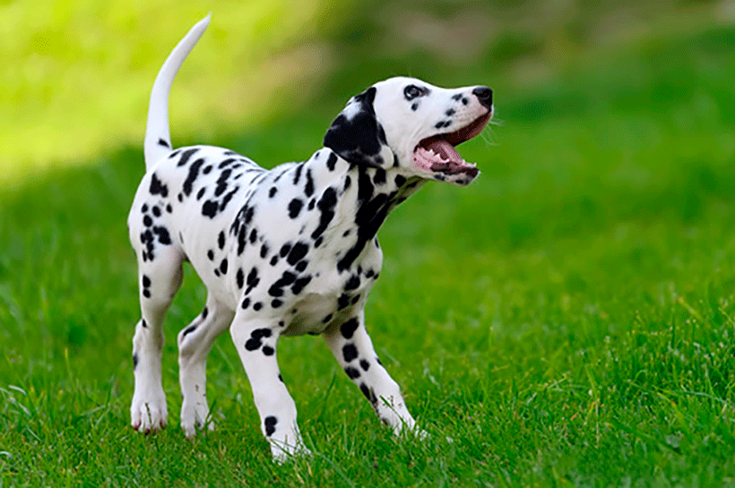 ¿Cómo se llama el perro con manchas? - Beagle Spain - Tu Web y Tienda ...