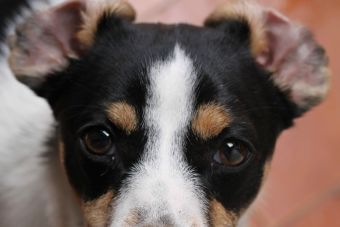 ¿Cómo sé si mi perro es un Fox Terrier? - Beagle Spain - Tu Web y ...