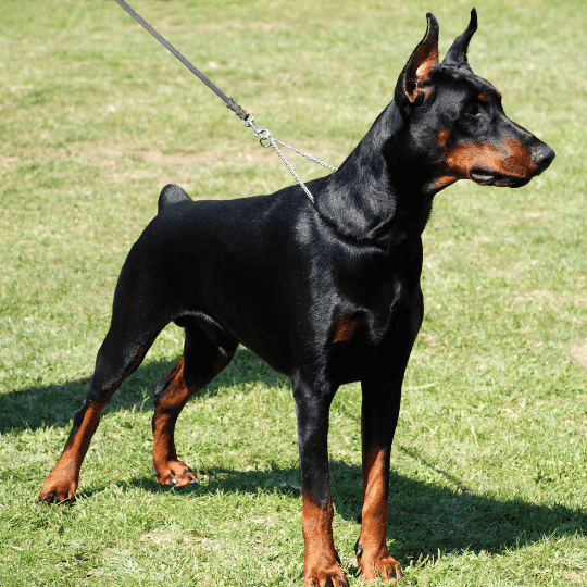 ¿Cómo son los perros Doberman? - Beagle Spain - Tu Web y Tienda de Beagle