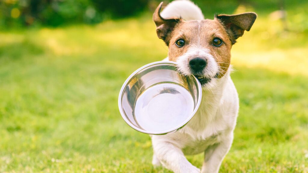 ¿Cómo son los perros grifos? - Beagle Spain - Tu Web y Tienda de Beagle