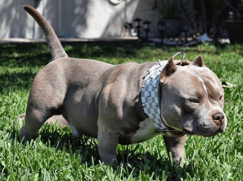 ¿Cómo son los perros pitbull bully carácter? - Beagle Spain - Tu Web y ...