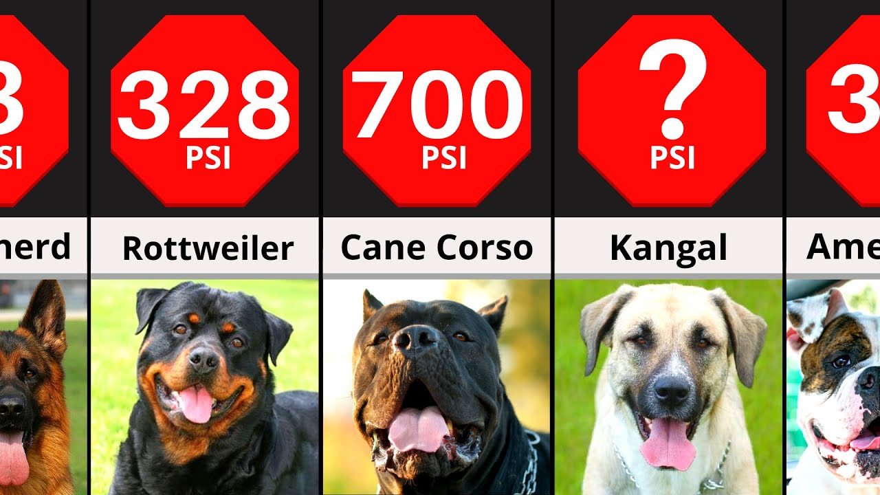 ¿Qué es el PSI en perros? | Beaglespain.com