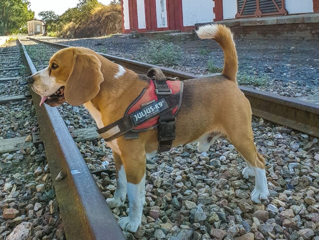 Toda la Información sobre el Beagle - Beagle Spain - Tu Web y Tienda de ...