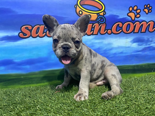 Puedes Criar Perros Merle