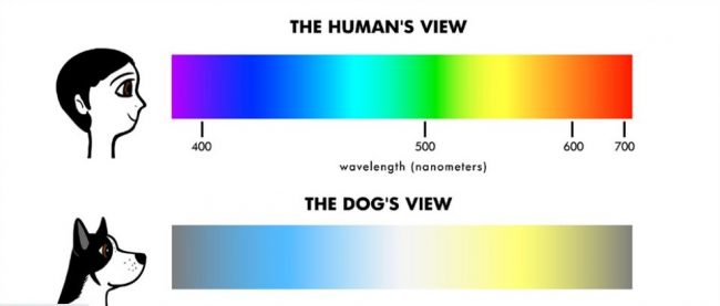 ¿Cuál es el color que mejor ven los perros? - Beagle Spain - Tu Web y ...