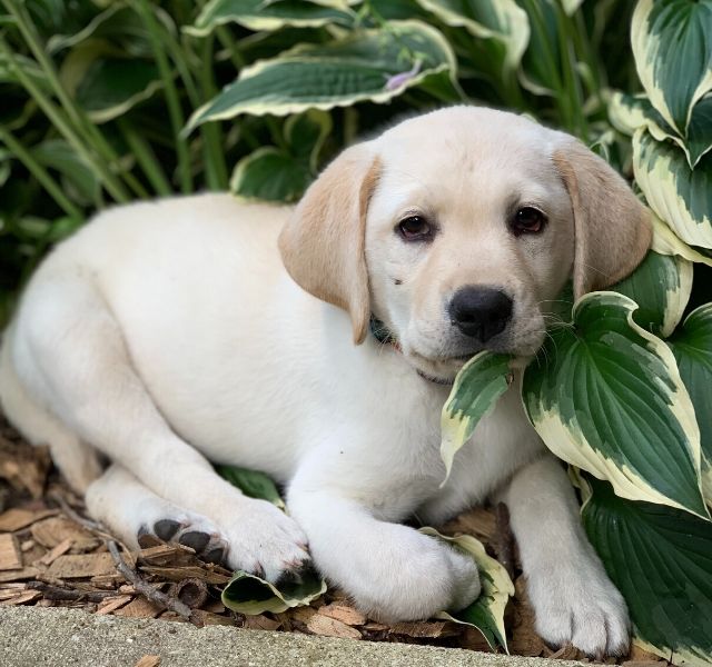 ¿Cuál es el perro más cariñoso de todos? - Beagle Spain - Tu Web y ...