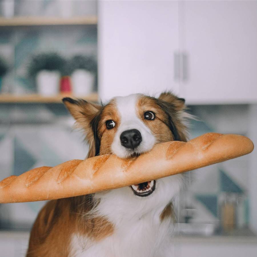¿Cuál es el perro más duro? - Beagle Spain - Tu Web y Tienda de Beagle