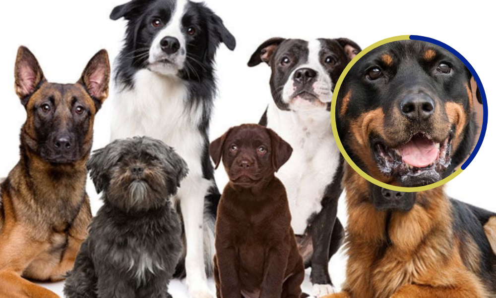 ¿Cuál es la raza de perro con menos esperanza de vida? - Beagle Spain ...