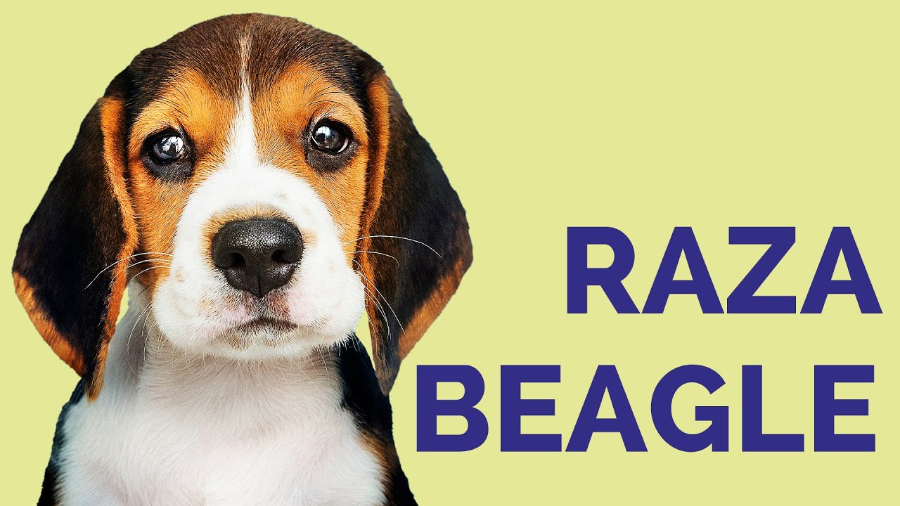 ¿Cuáles son los cuidados de un Beagle? - Beagle Spain - Tu Web y Tienda ...