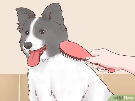 ¿Cuándo tapar a un perro? - Beagle Spain - Tu Web y Tienda de Beagle