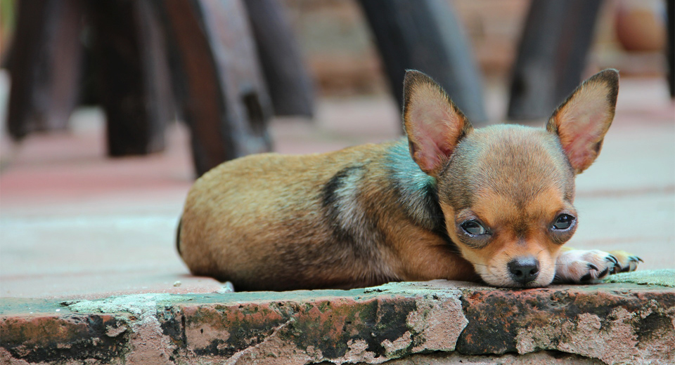 Cuantas Veces Al Dia Hace Caca Un Chihuahua