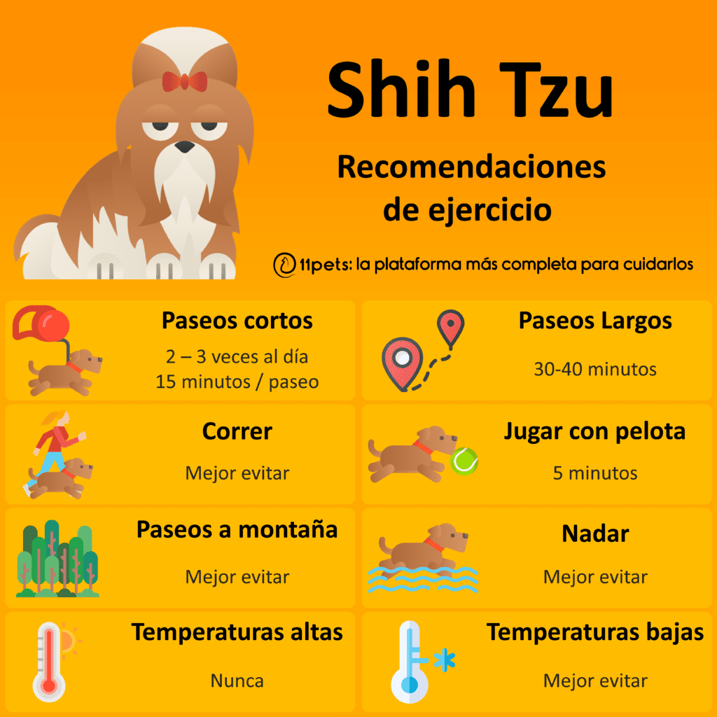 ¿Cuántos años vive un perro Shih Tzu? - Beagle Spain - Tu Web y Tienda ...