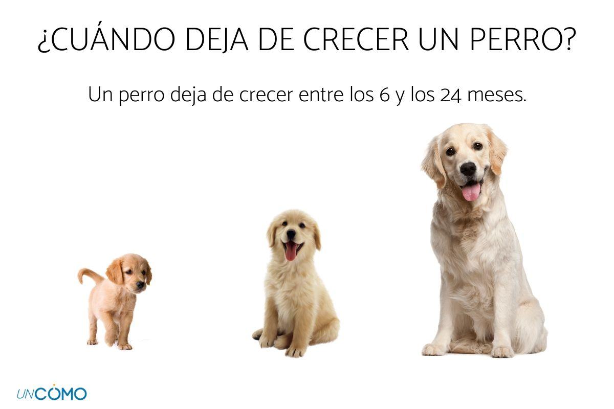 ¿Cuánto frío puede soportar un perro labrador? - Beagle Spain - Tu Web ...
