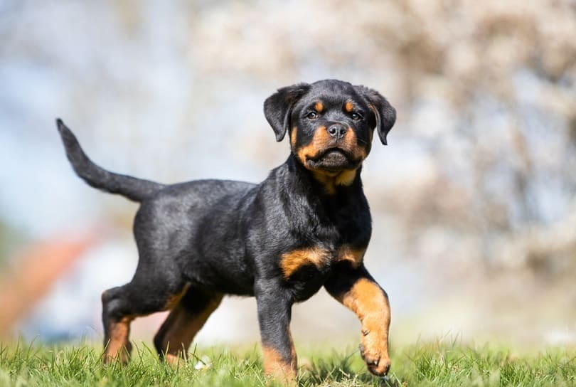 ¿Cuánto vale un perro de raza rottweiler? - Beagle Spain - Tu Web y ...