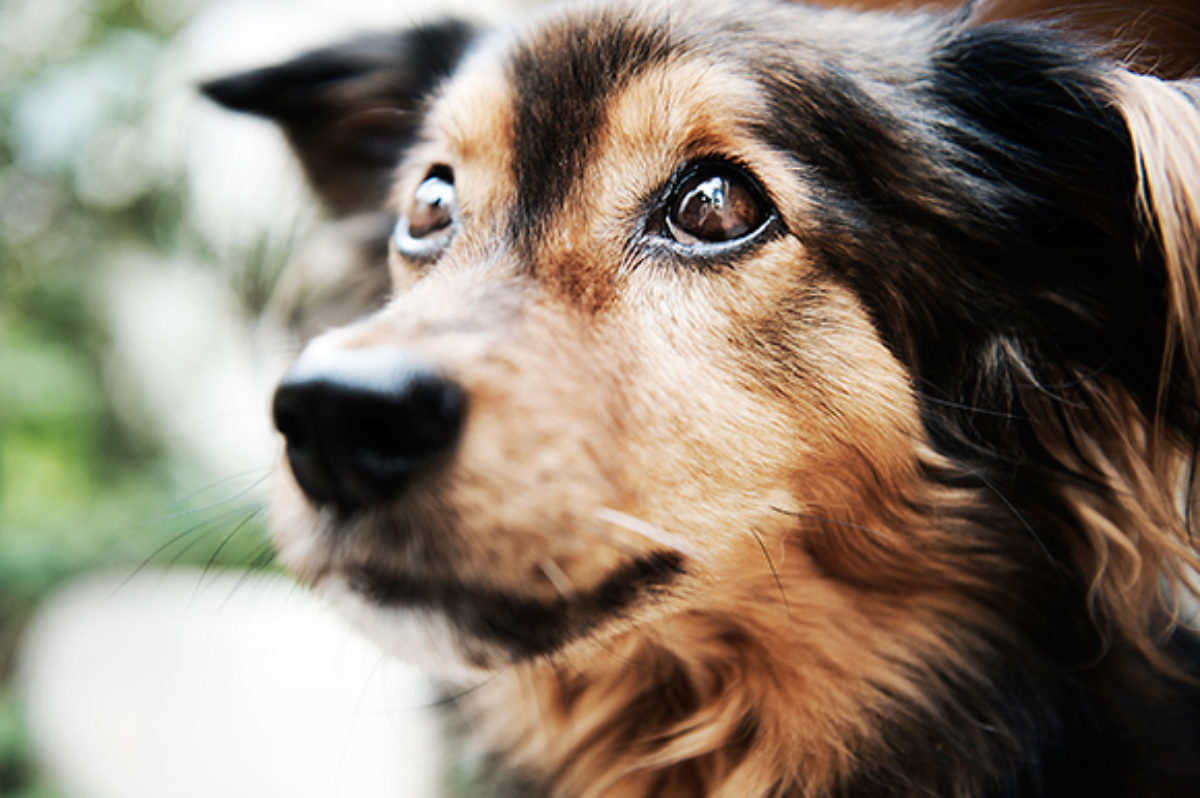 ¿Cuántos años vive un perro bretón? - Beagle Spain - Tu Web y Tienda de ...