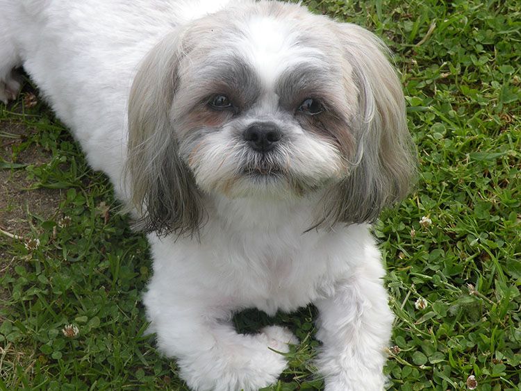 ¿Cuántos años vive un perro Shih Tzu? - Beagle Spain - Tu Web y Tienda ...