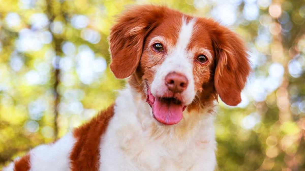 ¿Cuántos cachorros le corresponden al dueño de un perro? - Beagle Spain ...
