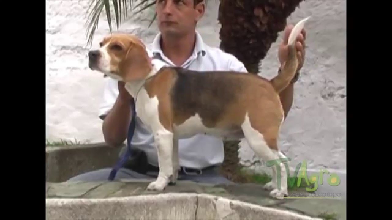 ¿Cuántos tipos de raza beagle hay? - Beagle Spain - Tu Web y Tienda de ...