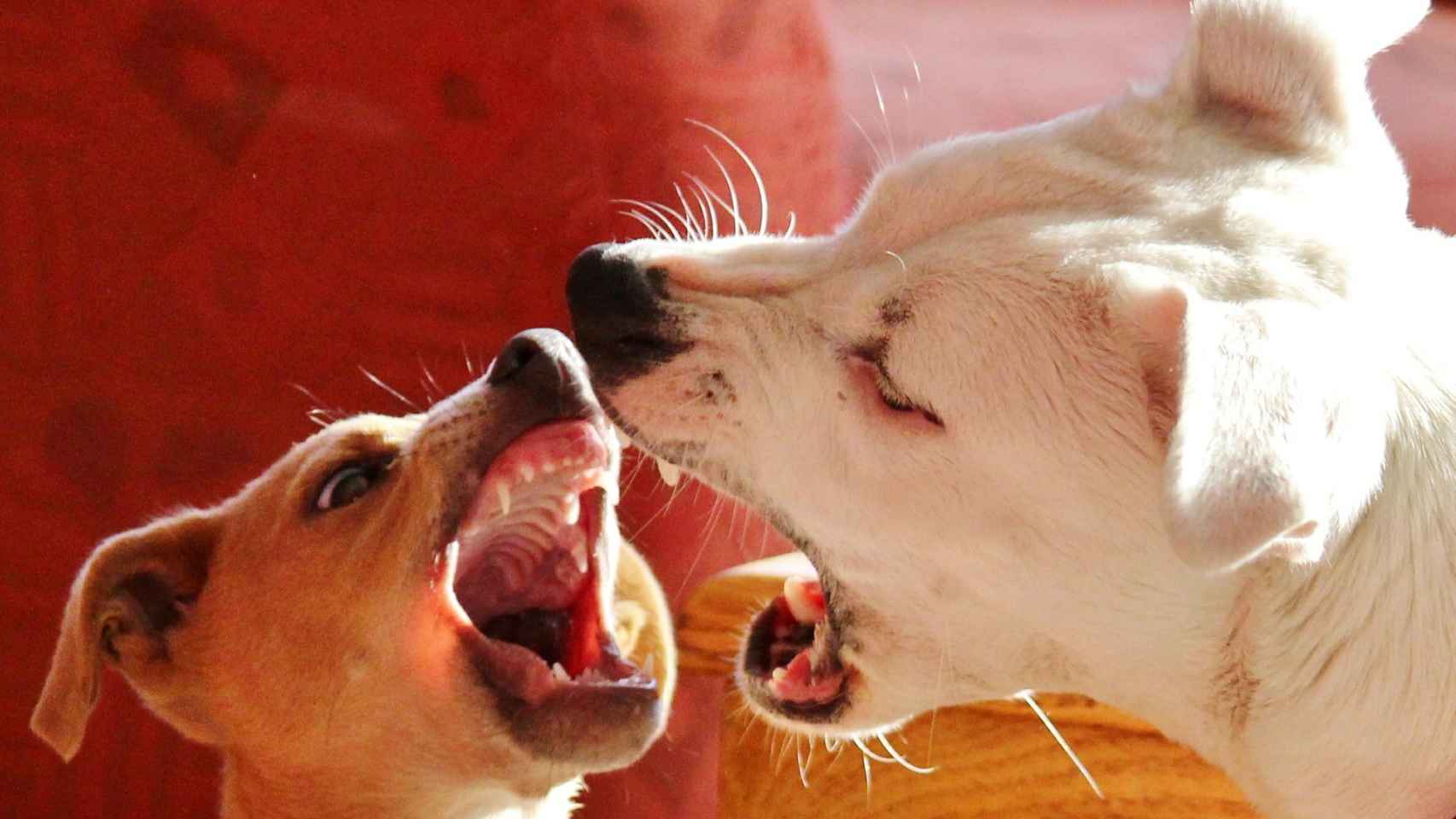 ¿Por qué jadean los perros en la noche? - Beagle Spain - Tu Web y ...