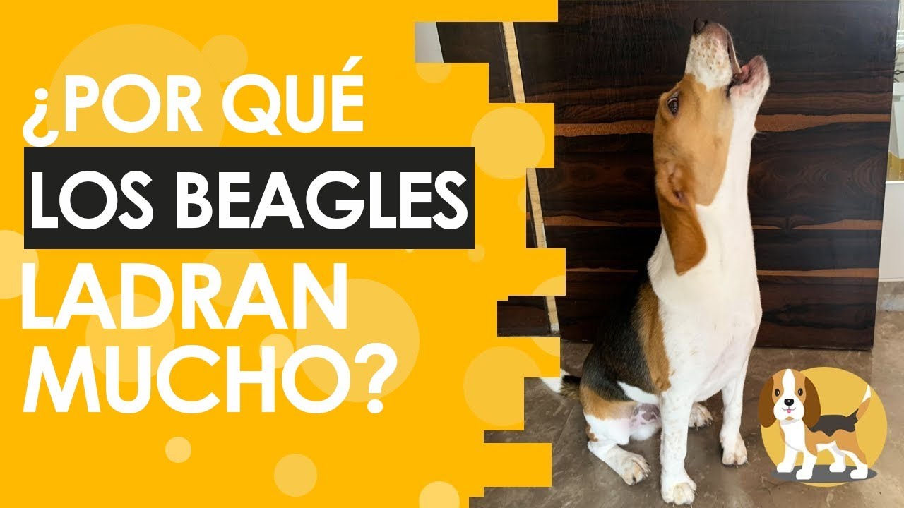 ¿Por qué ladran los beagles? - Beagle Spain - Tu Web y Tienda de Beagle