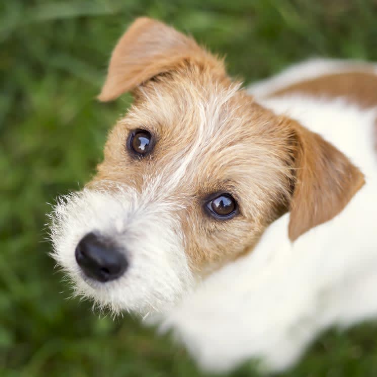 ¿Por qué mi perro se agacha cuando me ve? - Beagle Spain - Tu Web y ...