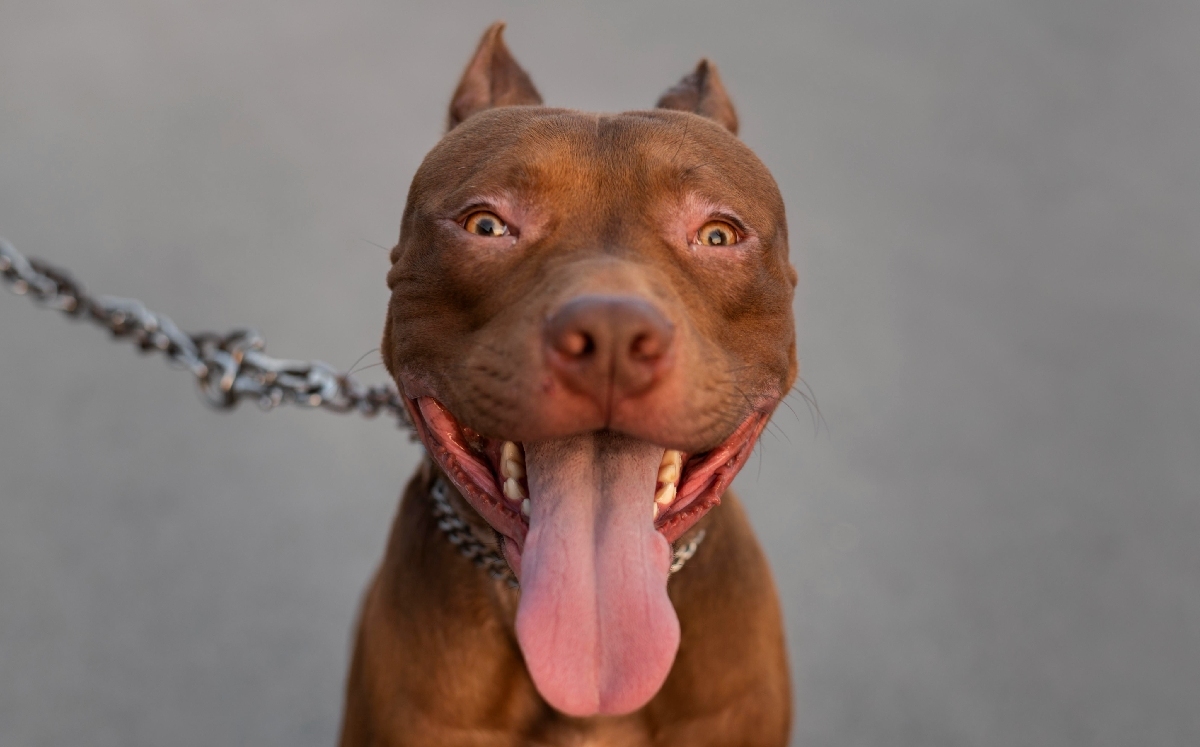 ¿Por qué no se le debe cortar las orejas a los perros? - Beagle Spain ...