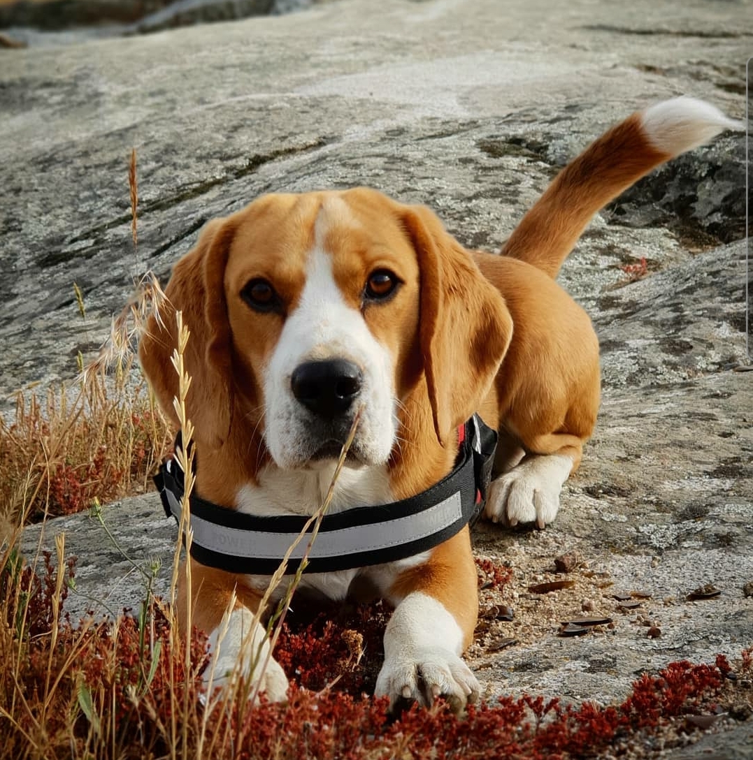 Sobre Nosotros - Beagle Spain - Tu Web y Tienda de Beagle