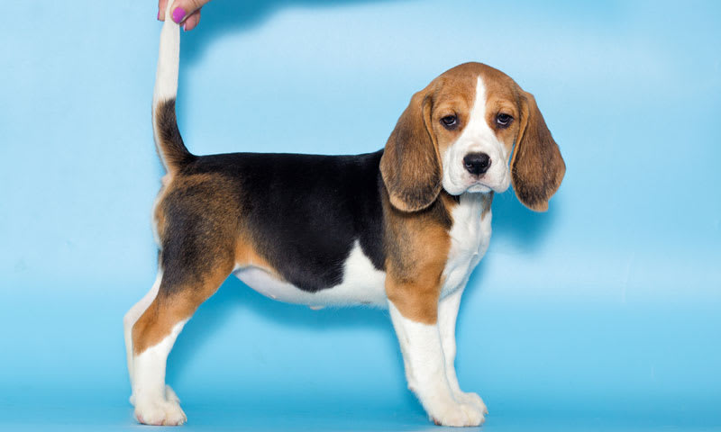 ¿Qué actividad necesita un Beagle? - Beagle Spain - Tu Web y Tienda de ...