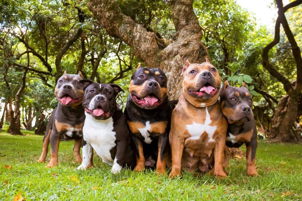 ¿Qué clase de perros Bully hay? - Beagle Spain - Tu Web y Tienda de Beagle