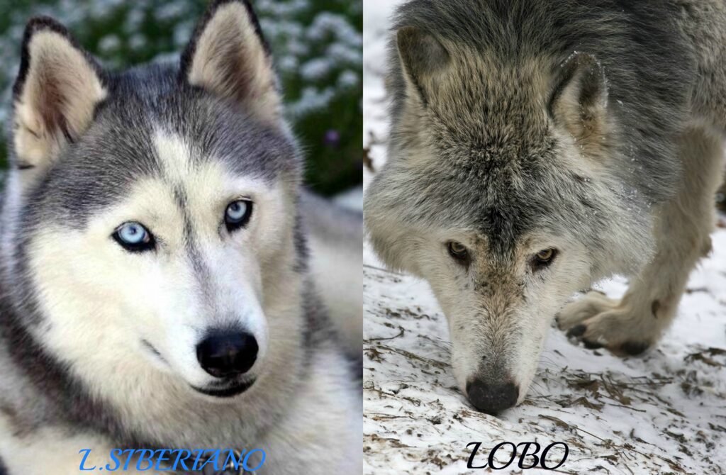 ¿Qué diferencia hay entre un lobo y un perro husky? - Beagle Spain - Tu ...