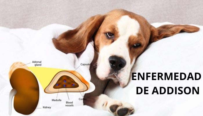 ¿Qué es el síndrome de Addison en los perros? - Beagle Spain - Tu Web y ...