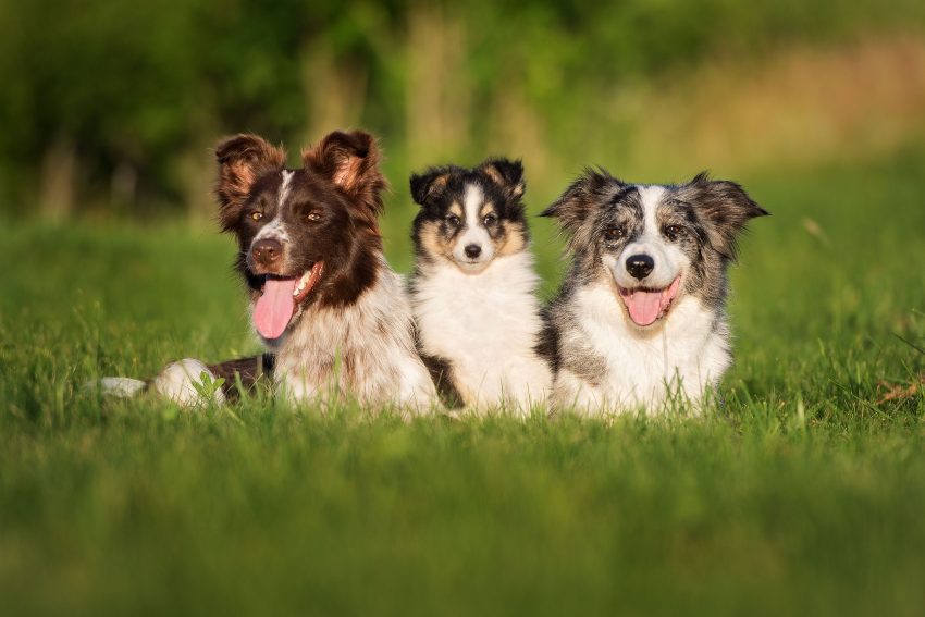 ¿Qué es mejor tener dos perros machos o hembras? - Beagle Spain - Tu ...